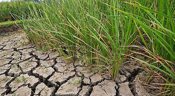 Philrice breeding drought-tolerant rice varieties | Pnoys.com